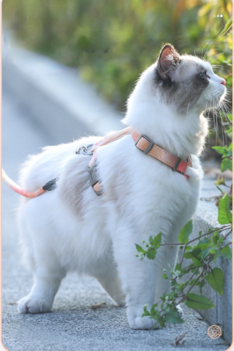 Cat Premium Gradient Color Harness and Leash Set | Pets Kingdom Australia