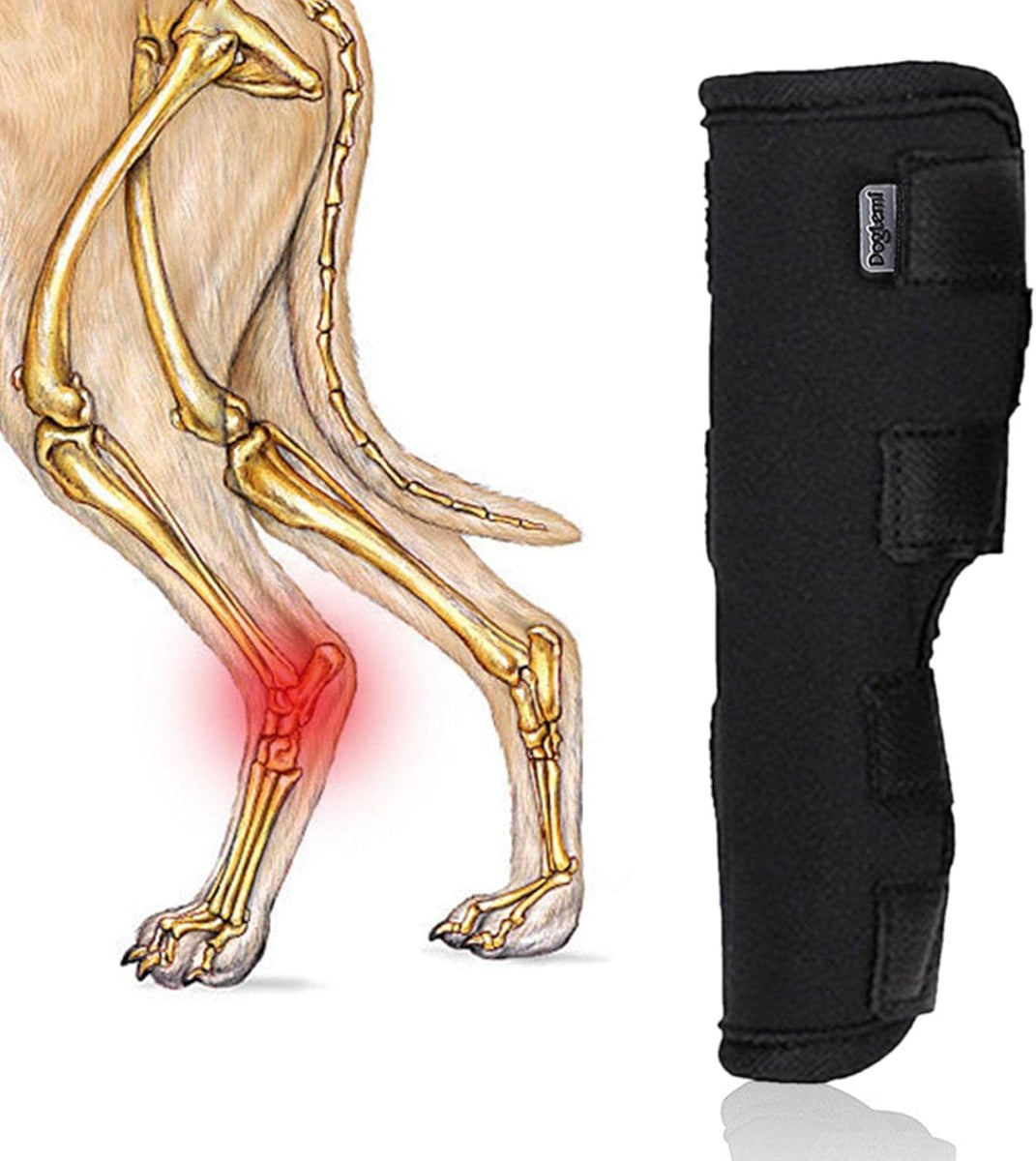 Adjustable Dog Leg Brace – Neoprene Hock Joint Protector for Injury ...