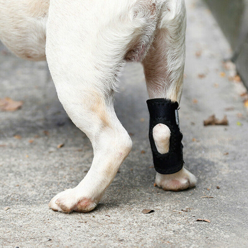 Dog Leg Joint Support Leg Brace | Pets Kingdom Australia